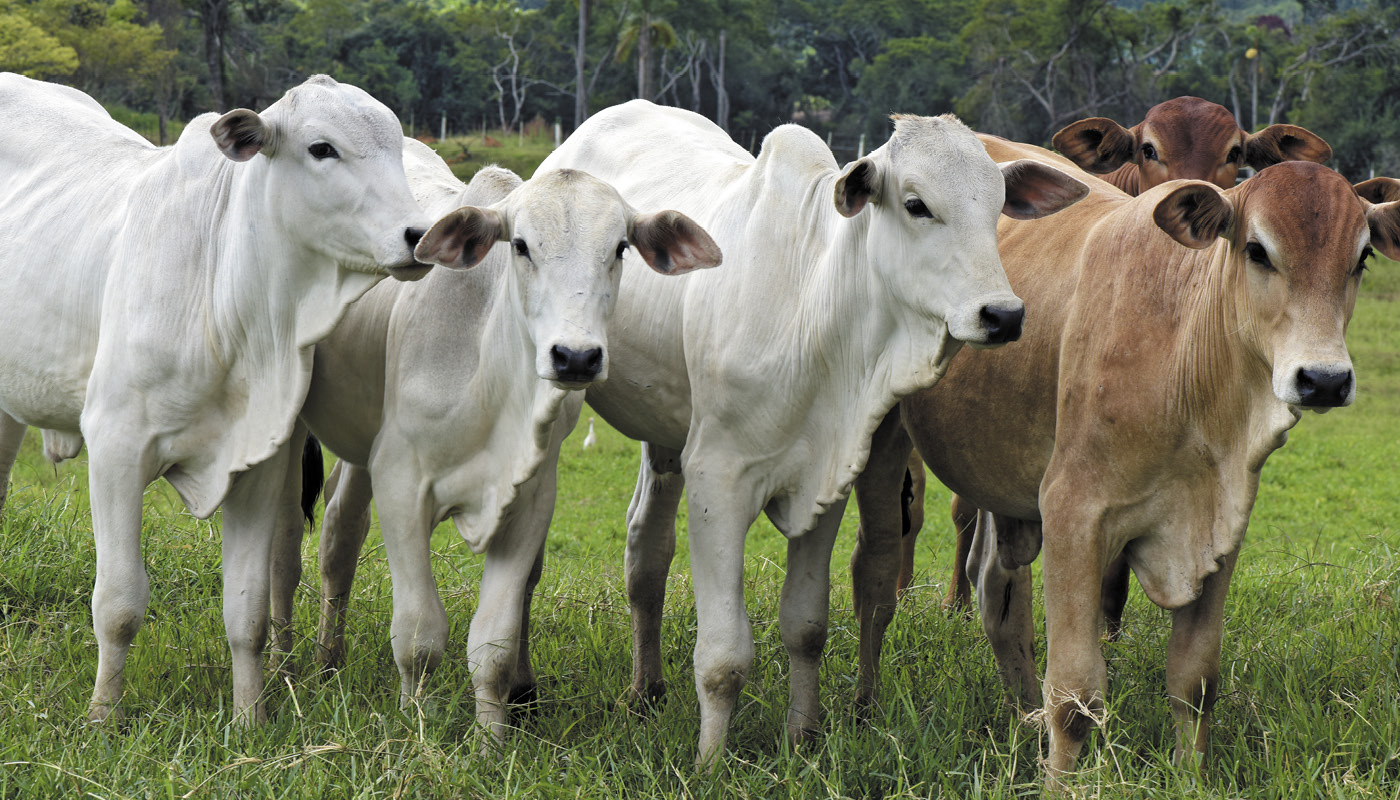 Berne: como controlar e reduzir os prejuízos na pecuária - Saúde Animal ...